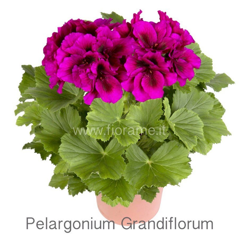 GERANIO PELARGONIUM - info